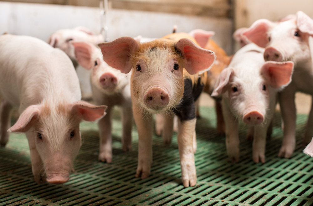 Produktübersicht für das Mastschwein - Fixkraft Futtermittel GmbH
